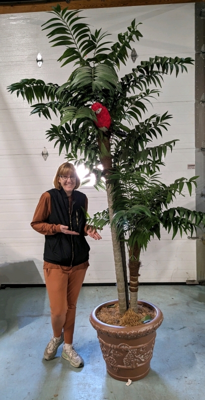 HUMONGOUS 8ft Tall Artificial Palm Tree with Artificial Parrot Friend HUMONGOUS 8ft Tall Artificial Palm Tree with Artificial Parrot Friend