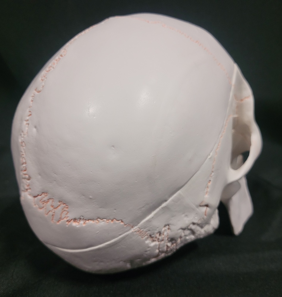 New ASINTOD Human Head Skull Medical Anatomical Model